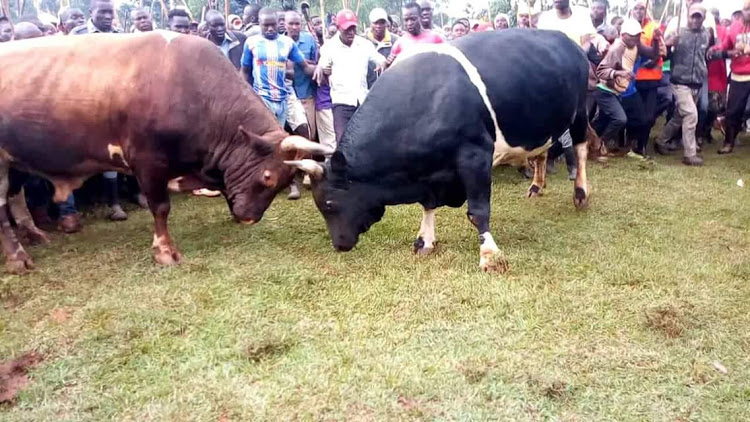 ‘Barbaric!’: Kakamega’s Bullfighting Premier League Gets a Red Flag ...