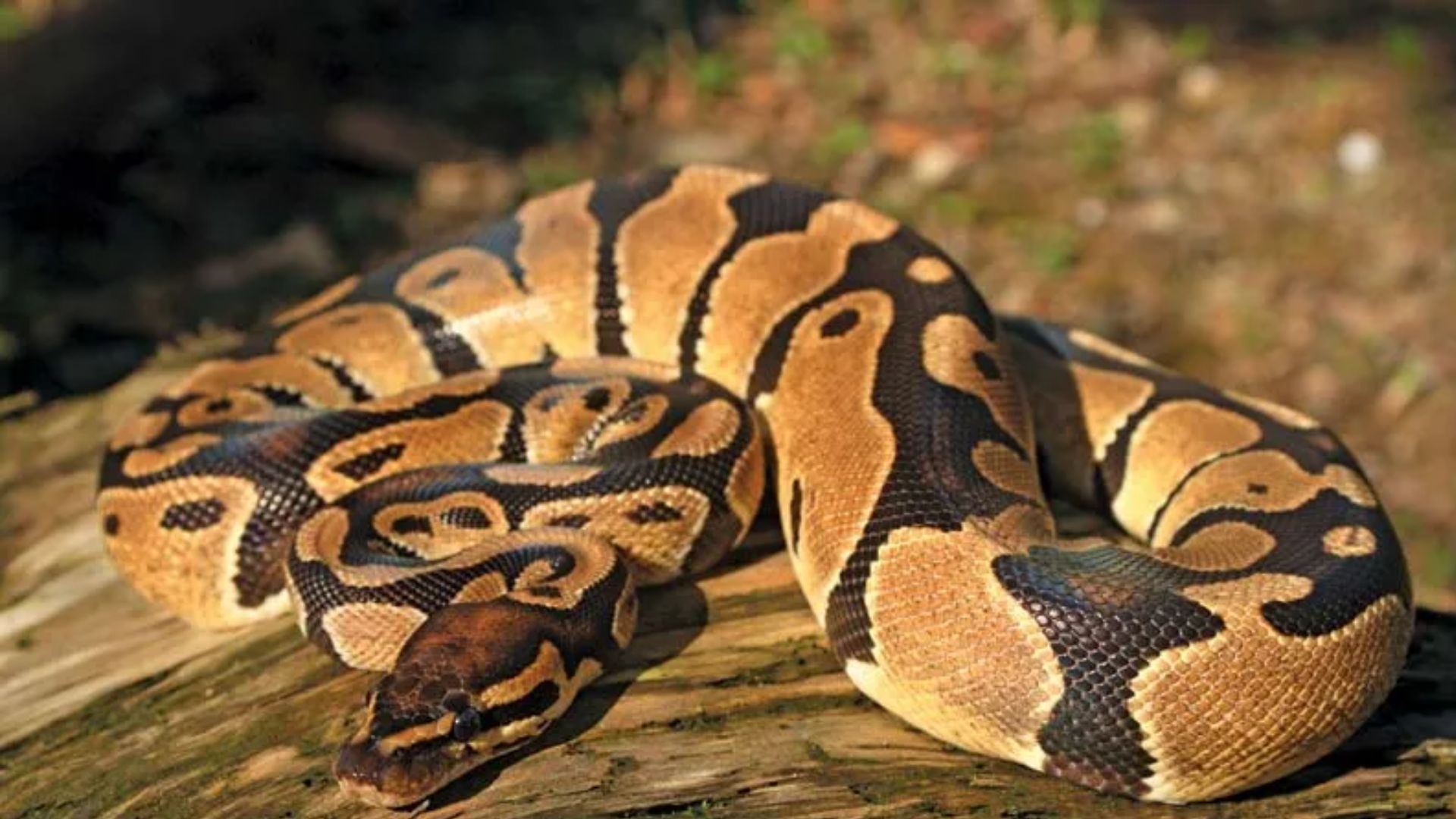 KFS Moves to Calm Fears Over Alleged Python Sighting in Karura Forest ...