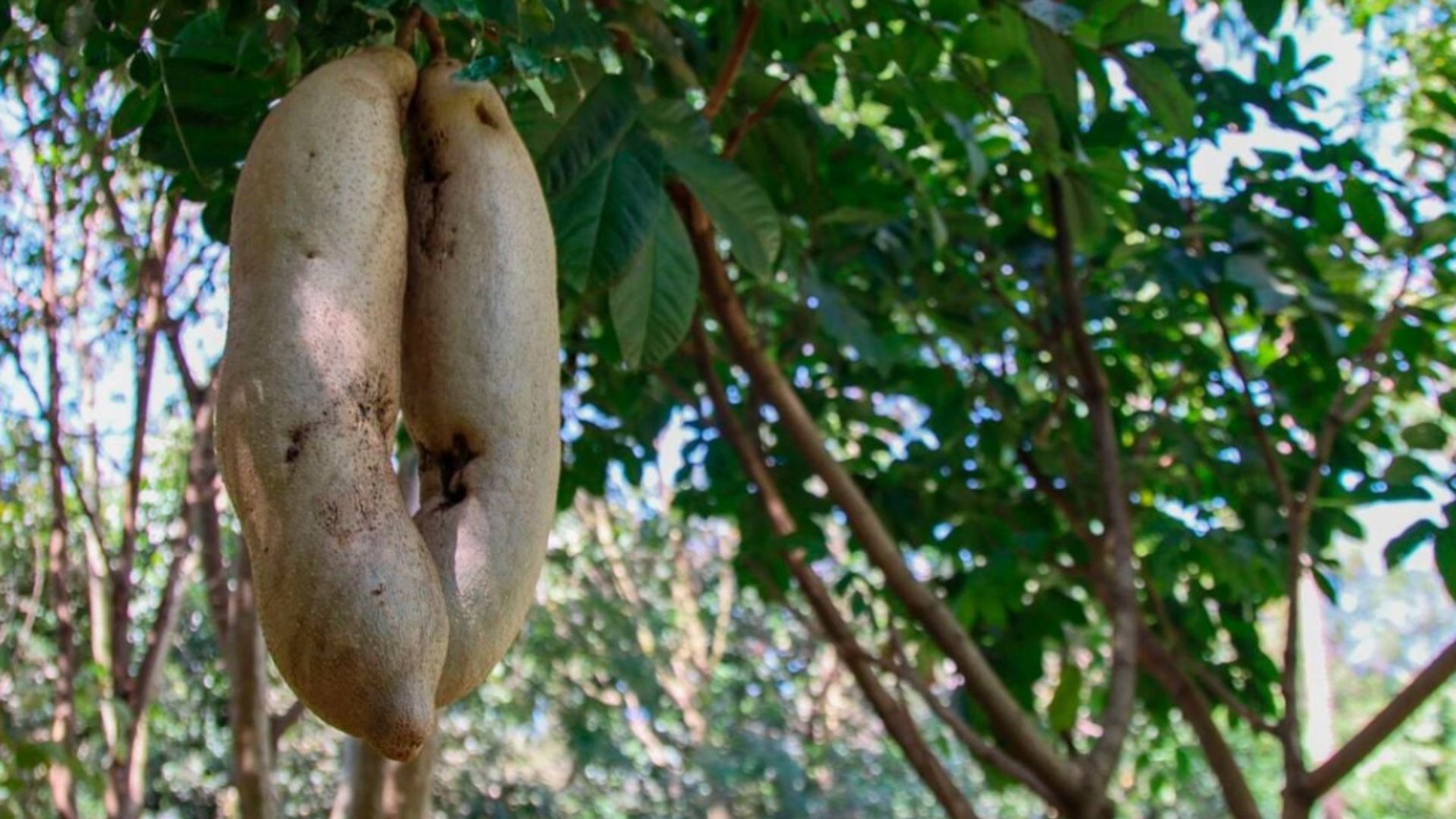 Cancer Breakthrough Claim as Kenyan Scientists Confirm Plant Blocks ...